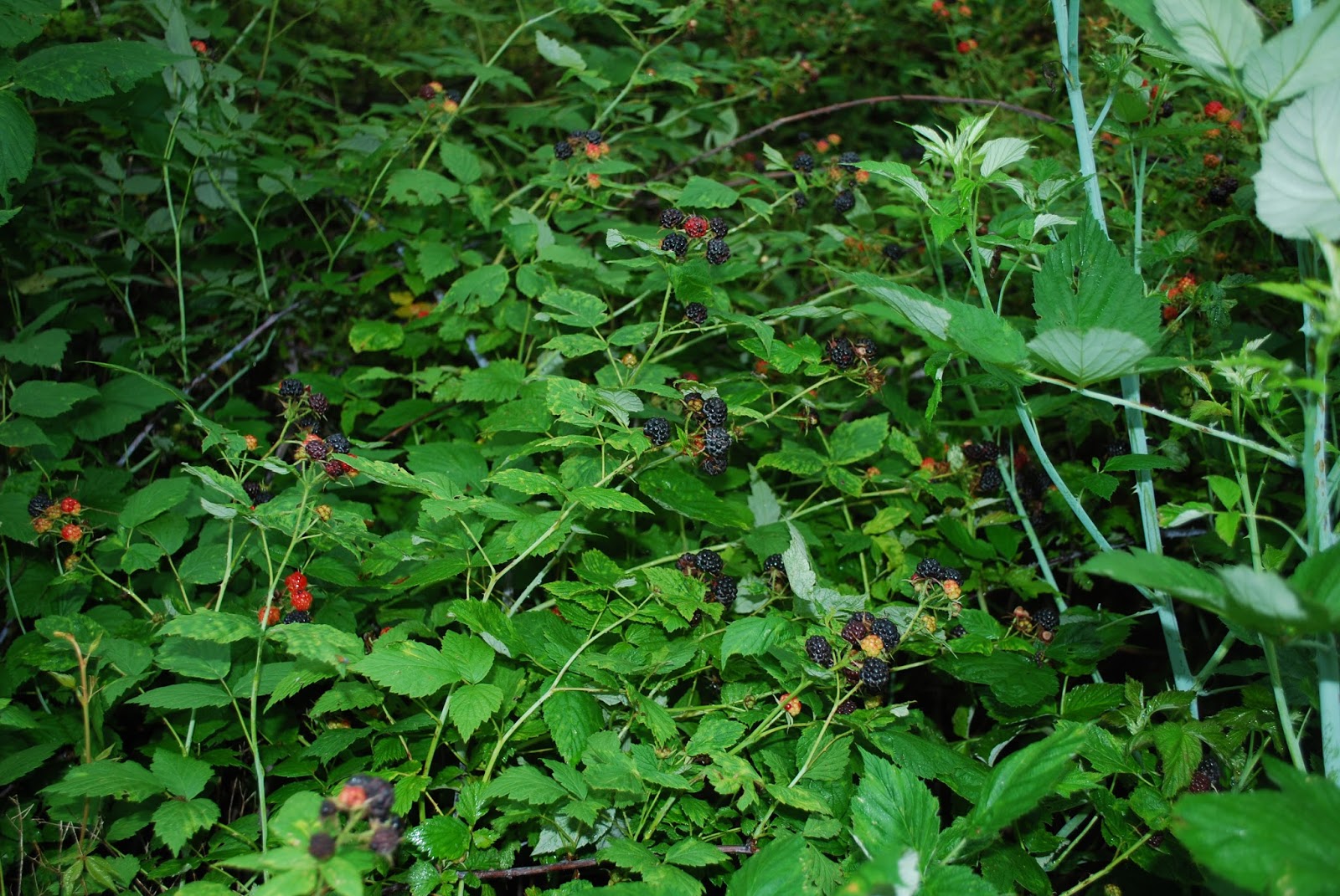 Bruce and Elaine Ingram Indoors and Out: Wild Raspberries Ripe in the ...