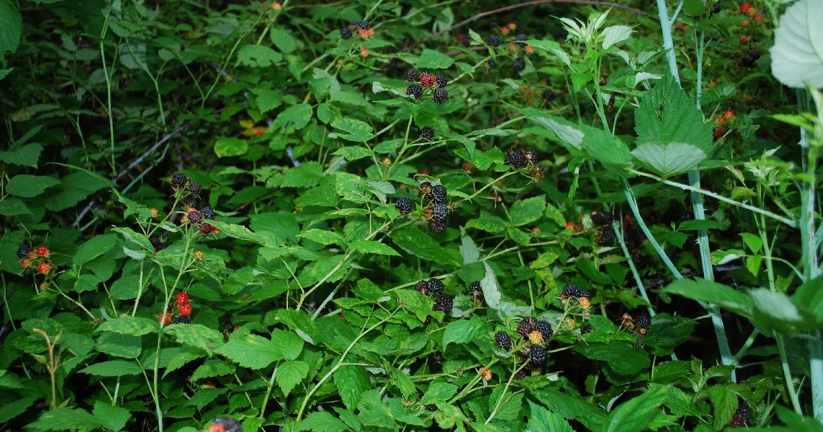 Bruce and Elaine Ingram Indoors and Out: Wild Raspberries Ripe in the ...