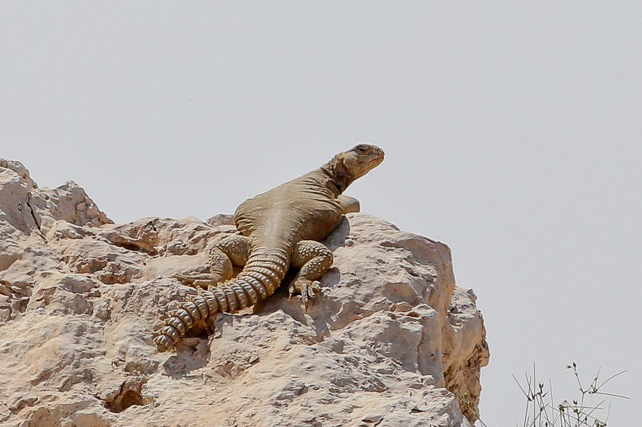 Birds of Saudi Arabia: Arabian Spiny-tailed Lizard sunning itself ...