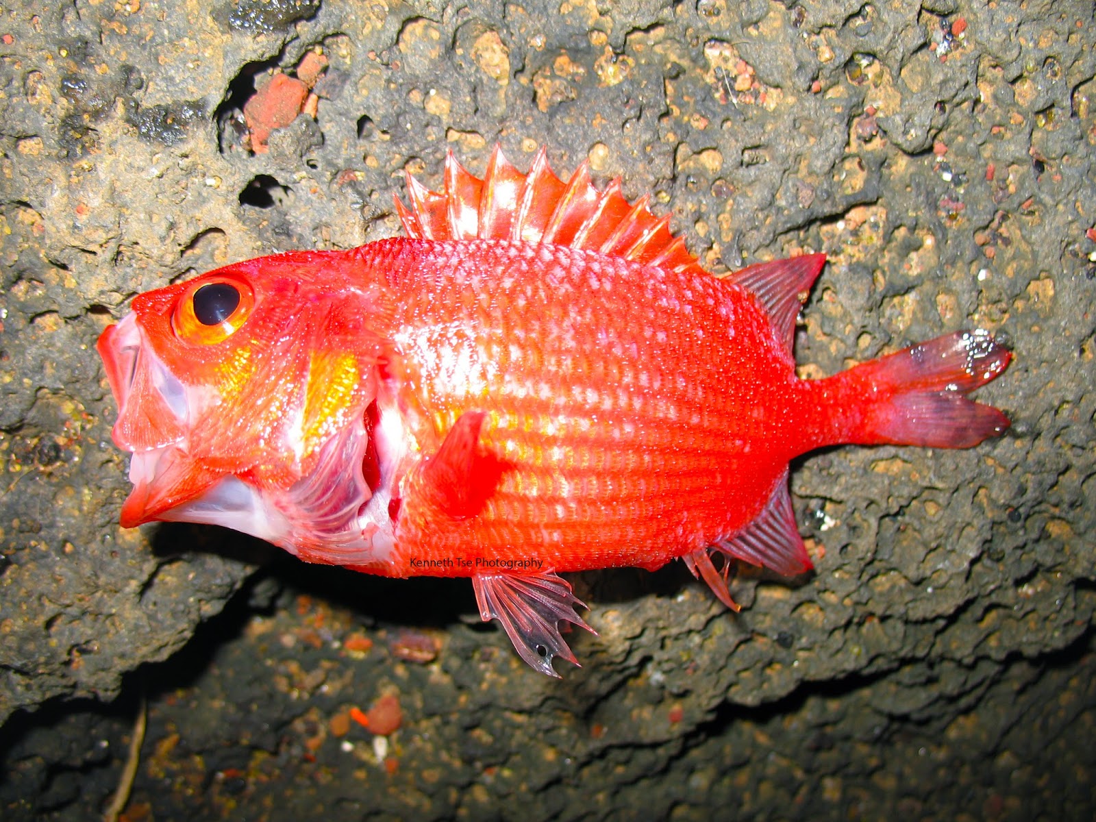 MuskieBait Adventures: 2016 Hawaii - Hawaii (Day 16)