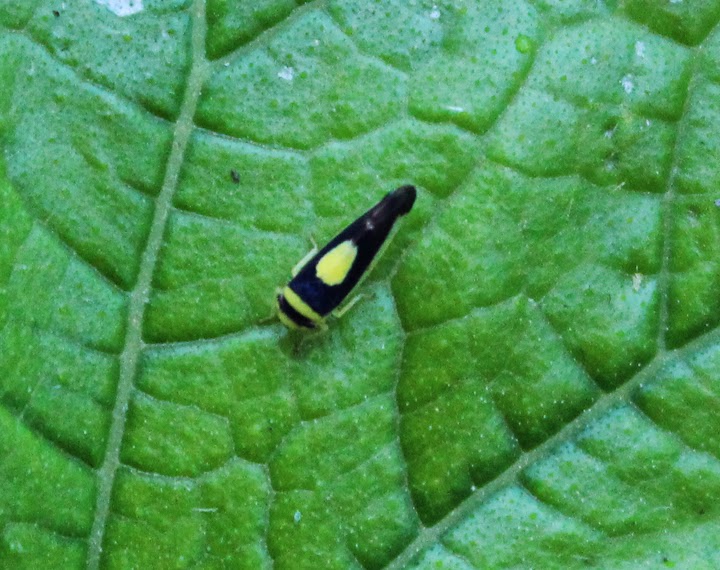 Jardin secret urbain: Les insectes