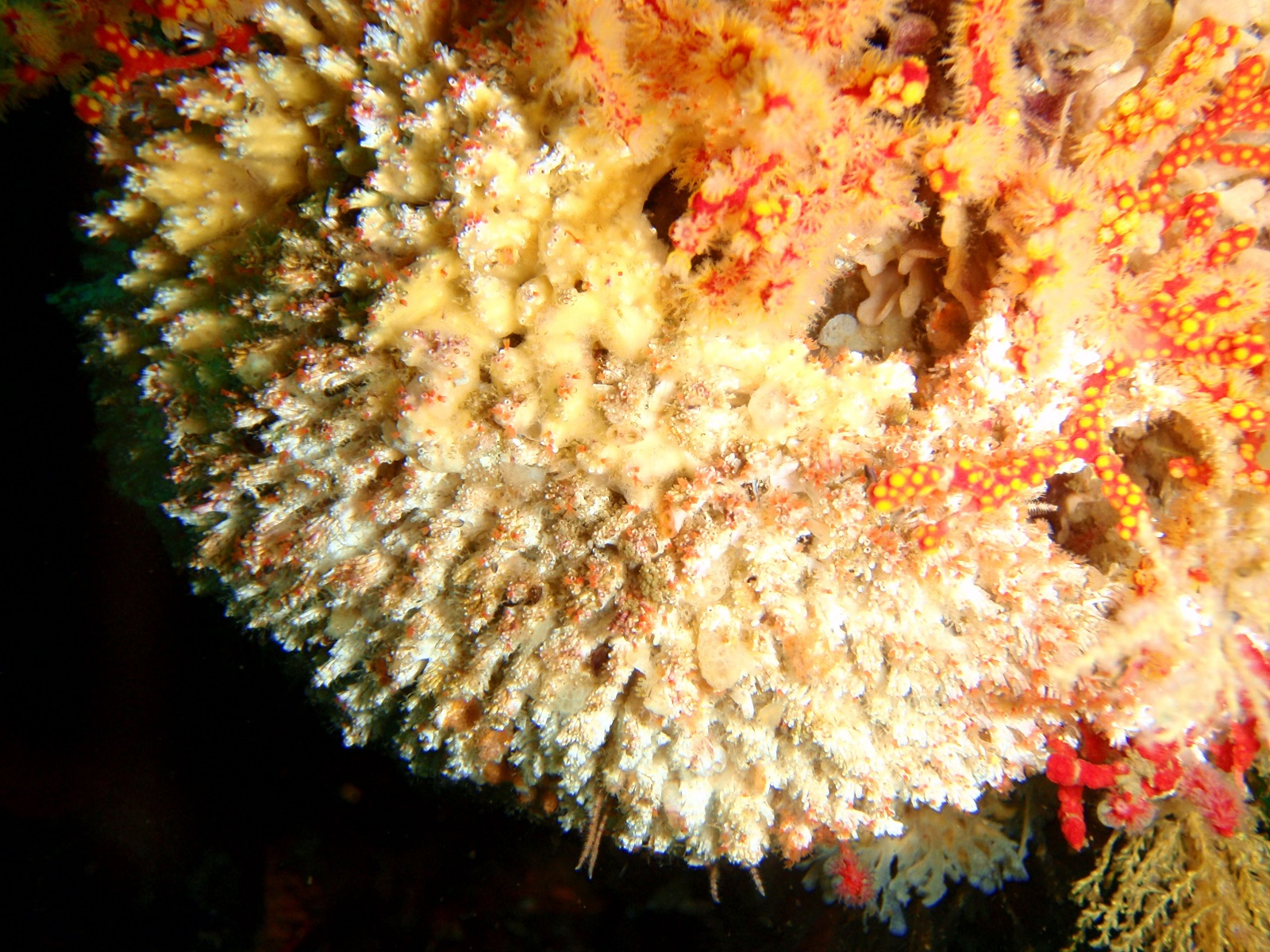 Real Monstrosities: Tangled Tubeworm