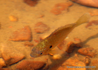 Hablando en verde: Percasol