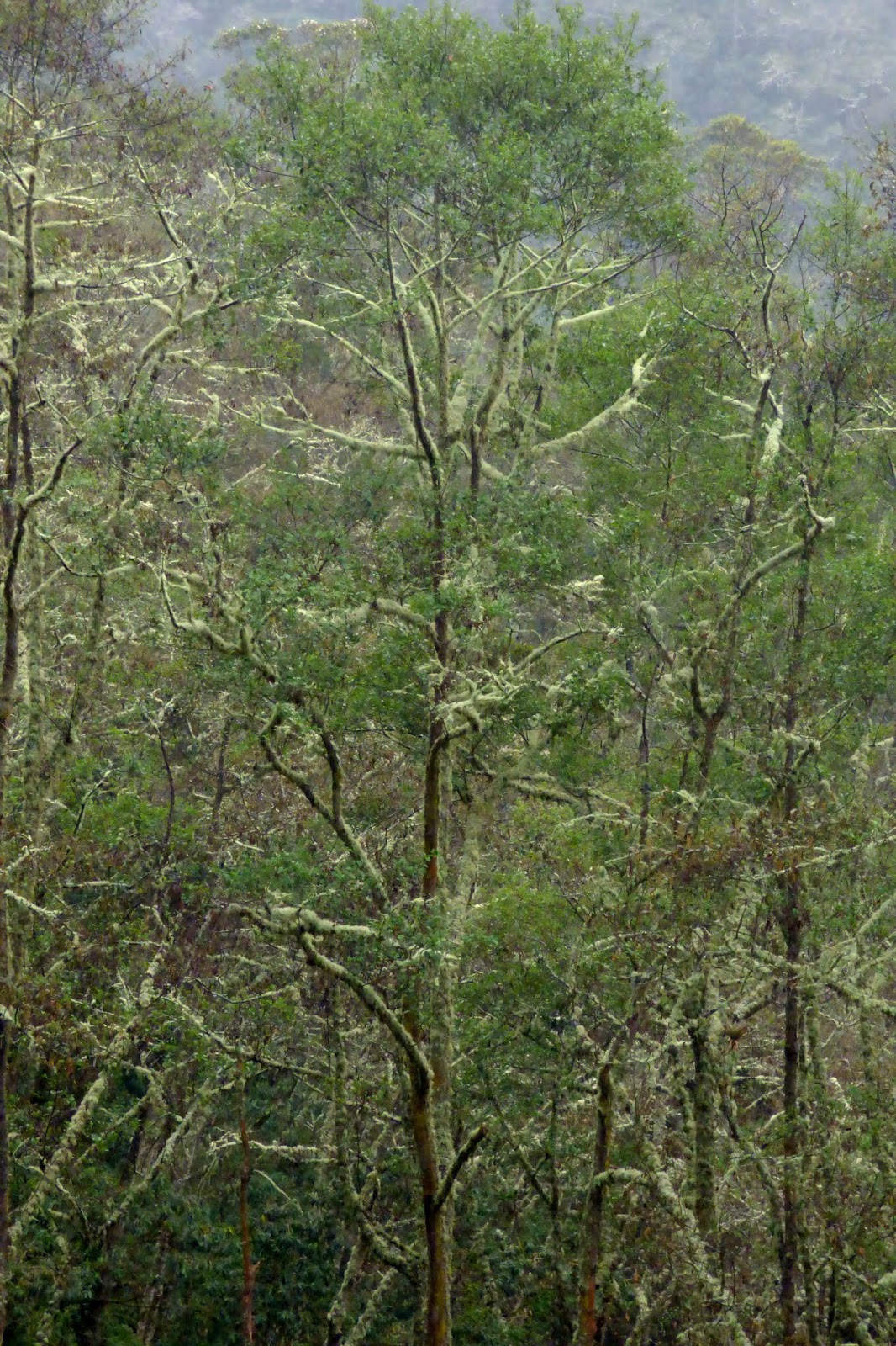 ANPP Animales y Plantas de Perú: ALISO - Alnus Acuminata