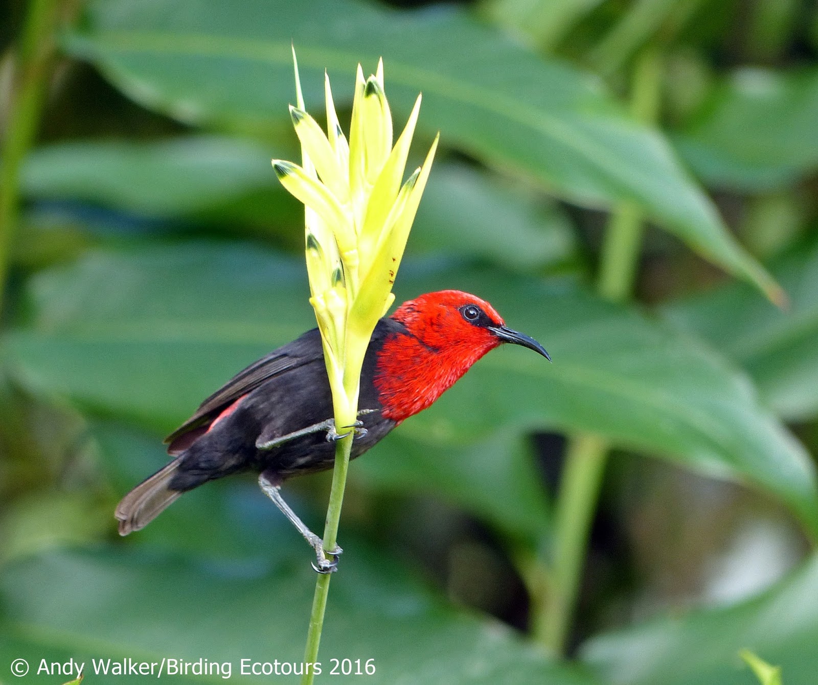 A.W.Birder: Always on the lookout for fine birds...: Samoan Birding