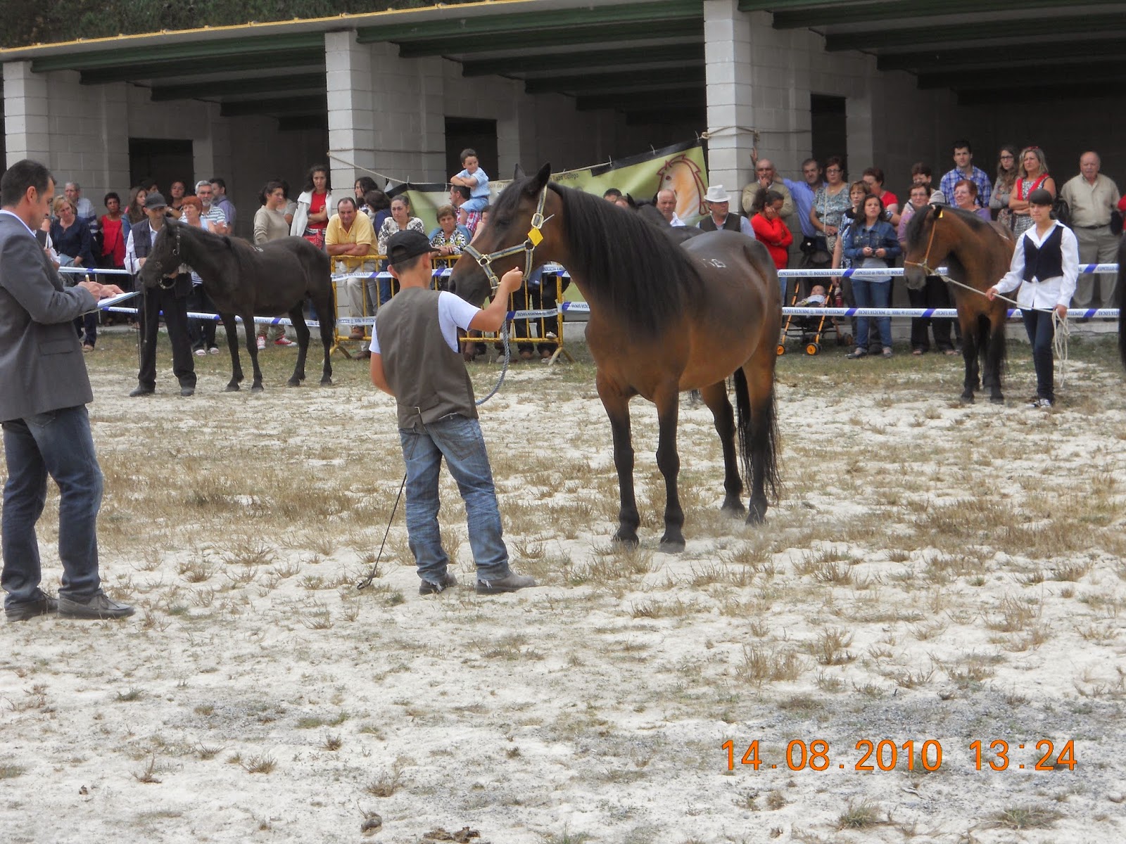 O CABALO DE PURA RAZA GALEGA / THE GALICIAN HORSE BREED / LE CHEVAL DE ...