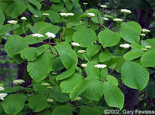 Materia Medica Homeopatica: CORNUS CIRCINATA