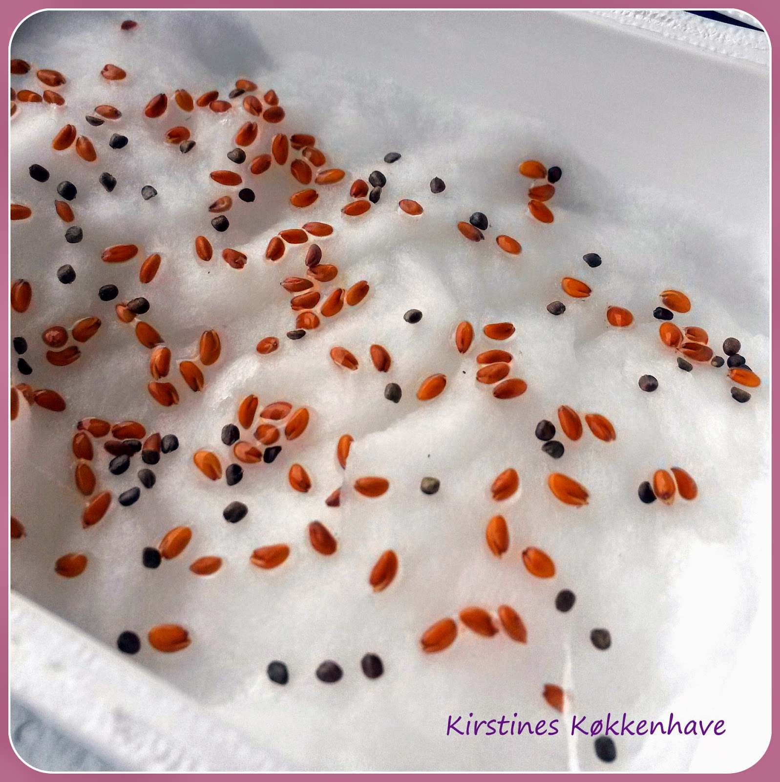 Kirstines Køkkenhave: Såning af karse