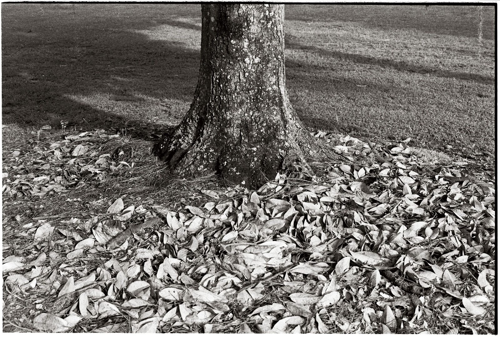 Valdosta in Film: Kentmere 400 in Rodinal, 1:50, plus some new lenses ...