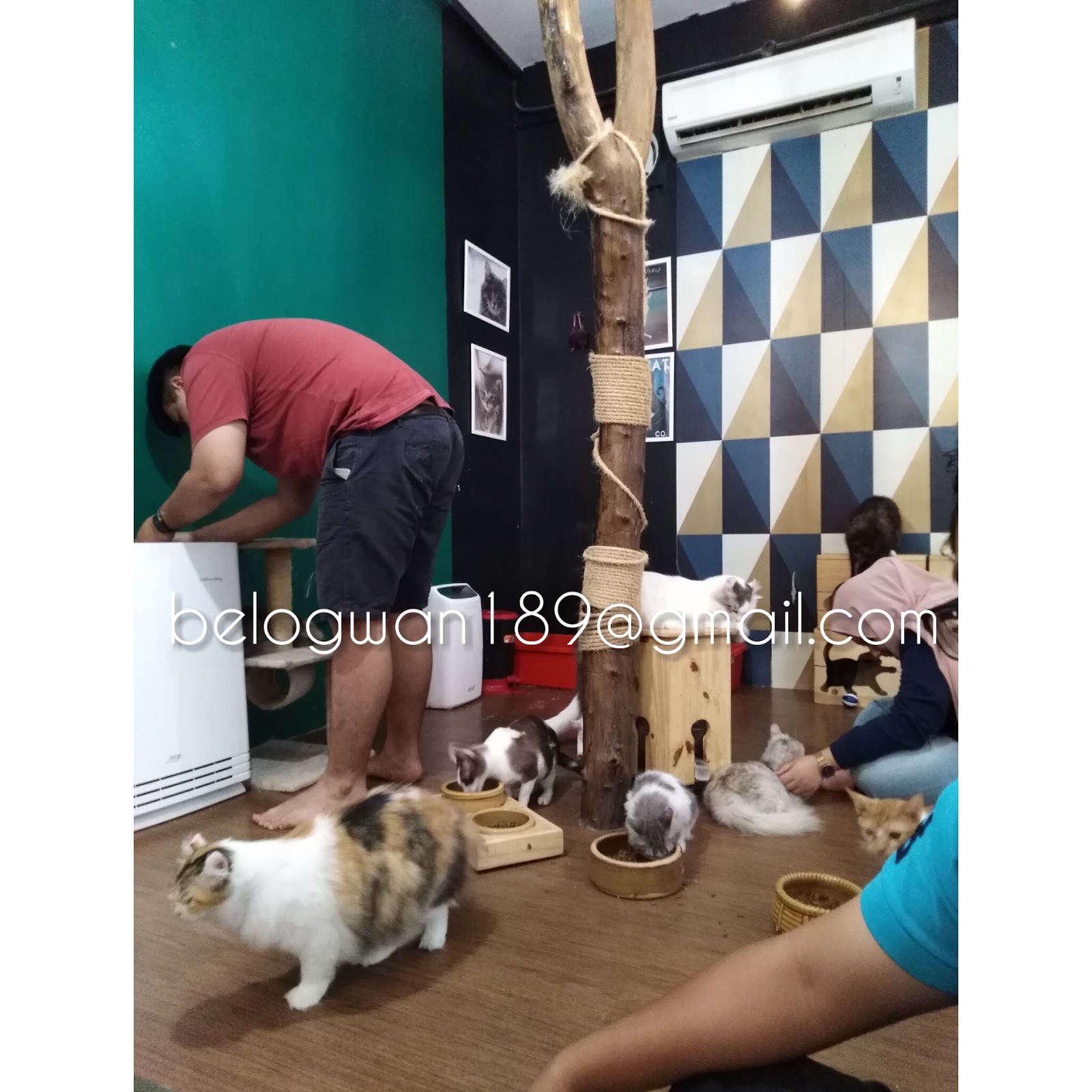 My HidOp: (MELAKA) Cat walk studio tempat untuk pencinta kucing!