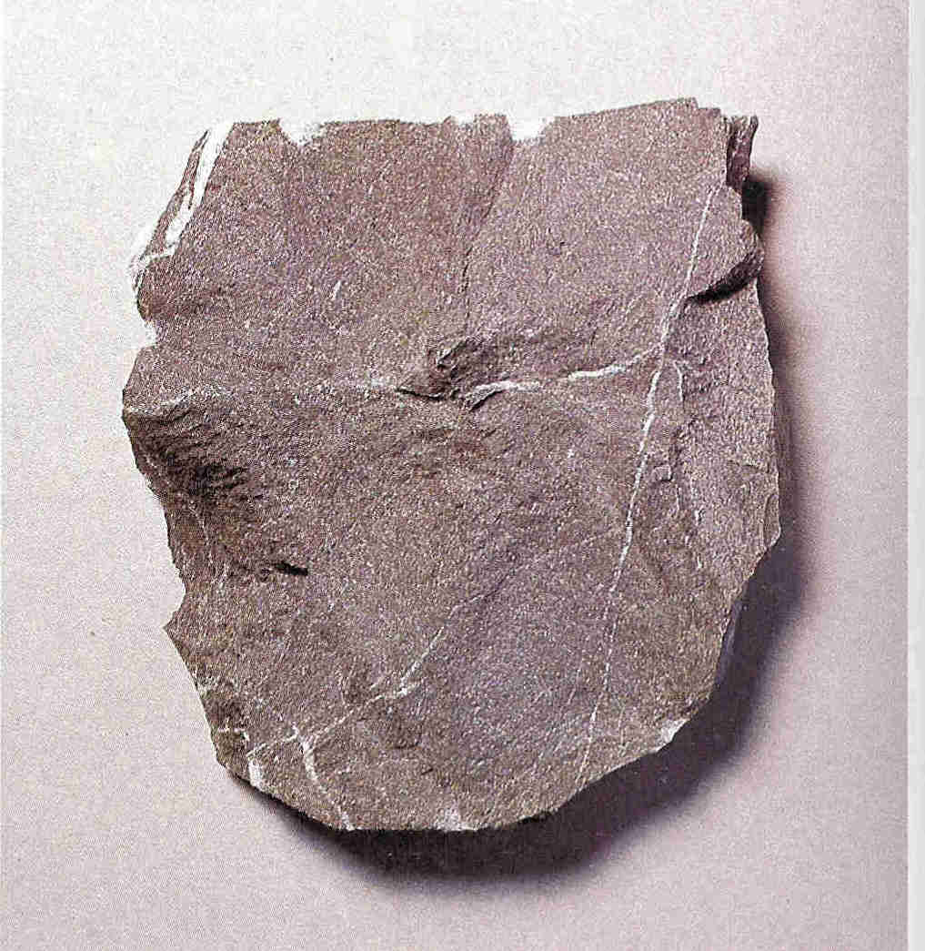 A la palestra : ROCA SEDIMENTARIA - CALIZA