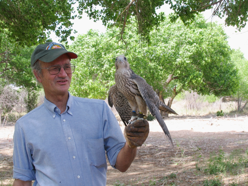 The Southwest Armchair Traveler: Falcons, Hawks, and Wildlife Rescue