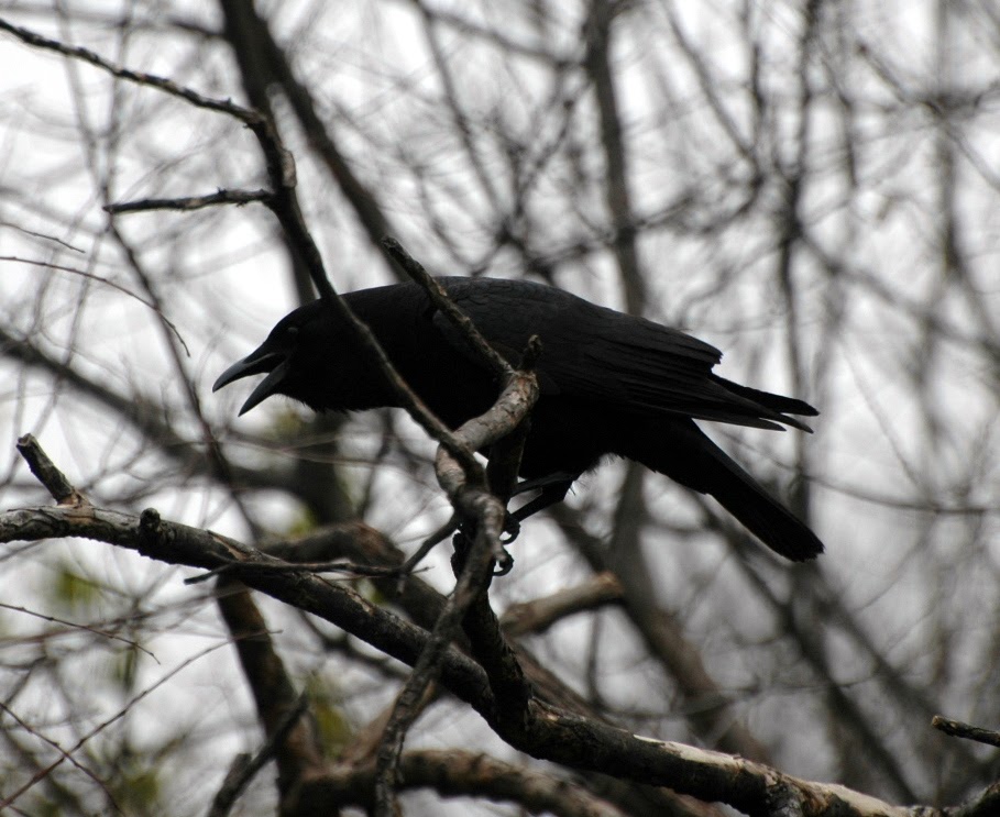 Older but better...?: an abundance of wildlife...