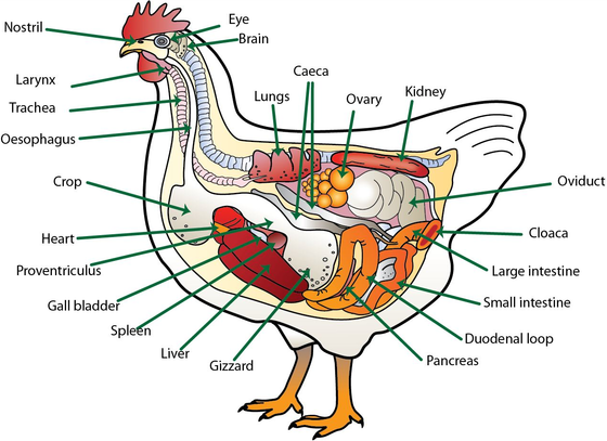 Parts of Chicken / Mengenal bahagian-bahagian ayam | Ayam Kampung Asli ...