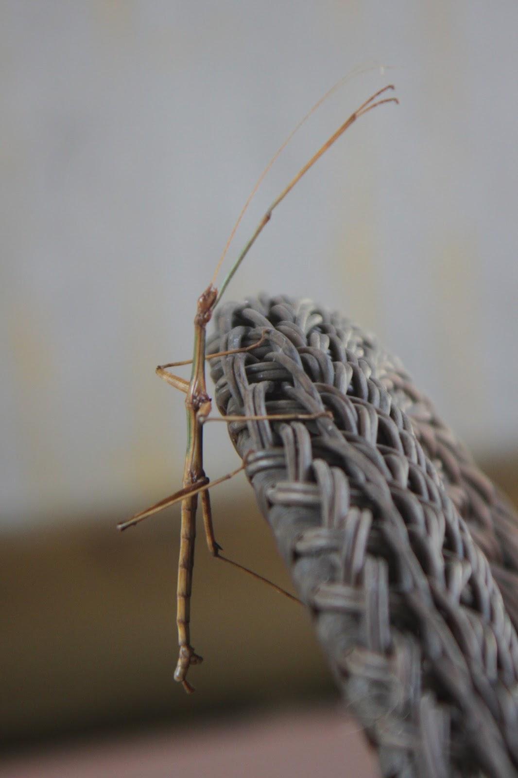 Stick Insect Venomous at Arthur Poulsen blog