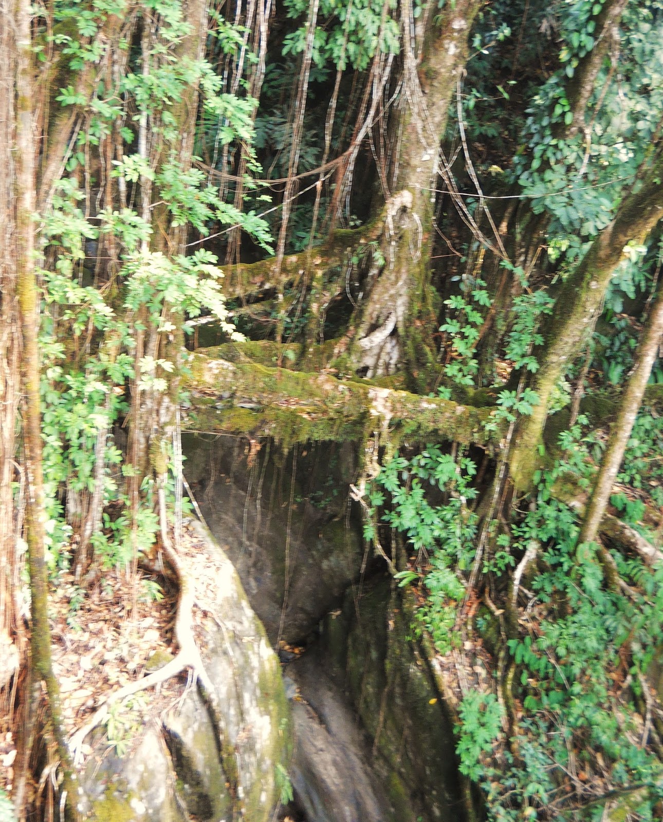 evenfewergoats: The Undiscovered Living Root Bridges of Meghalaya Part ...