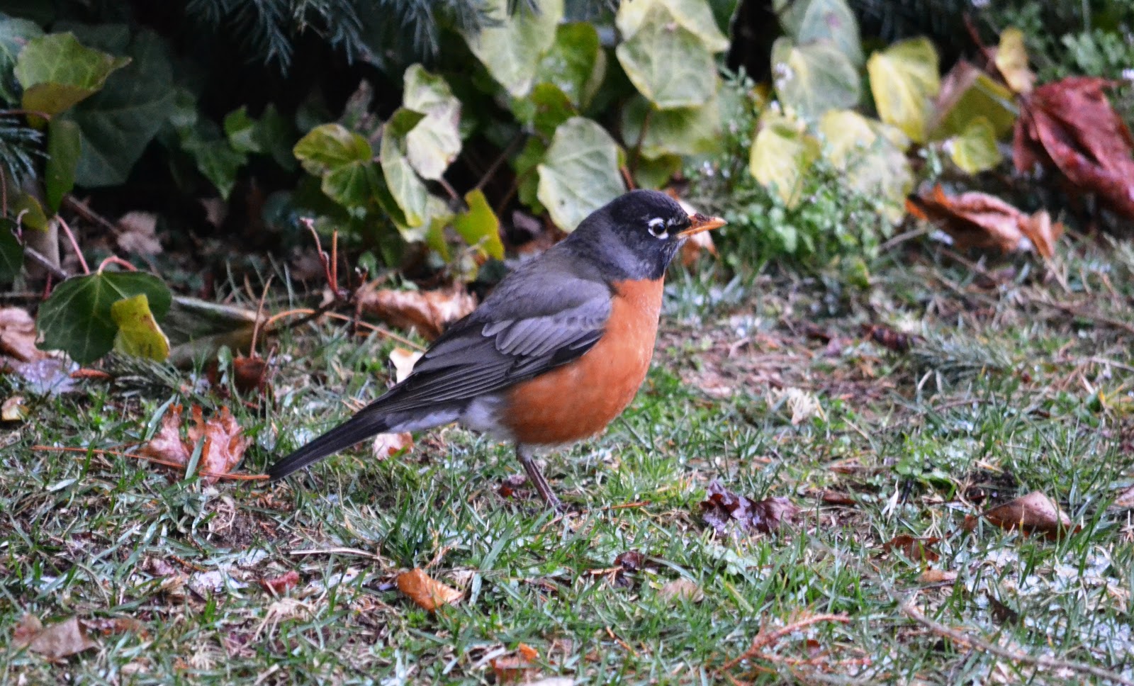 It's All About Purple: Robin, I Wonder...
