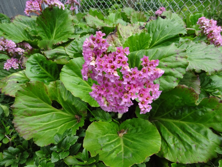 Louise's Daughter: Pig Squeak - Bergenia