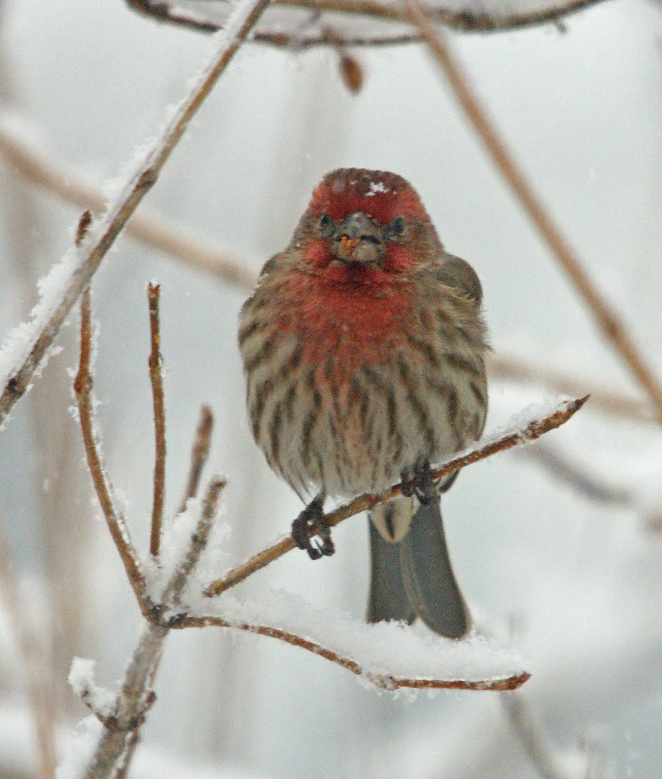 Nature Works Photography Winter Birds Feb nature-works-photography-winter-birds-feb