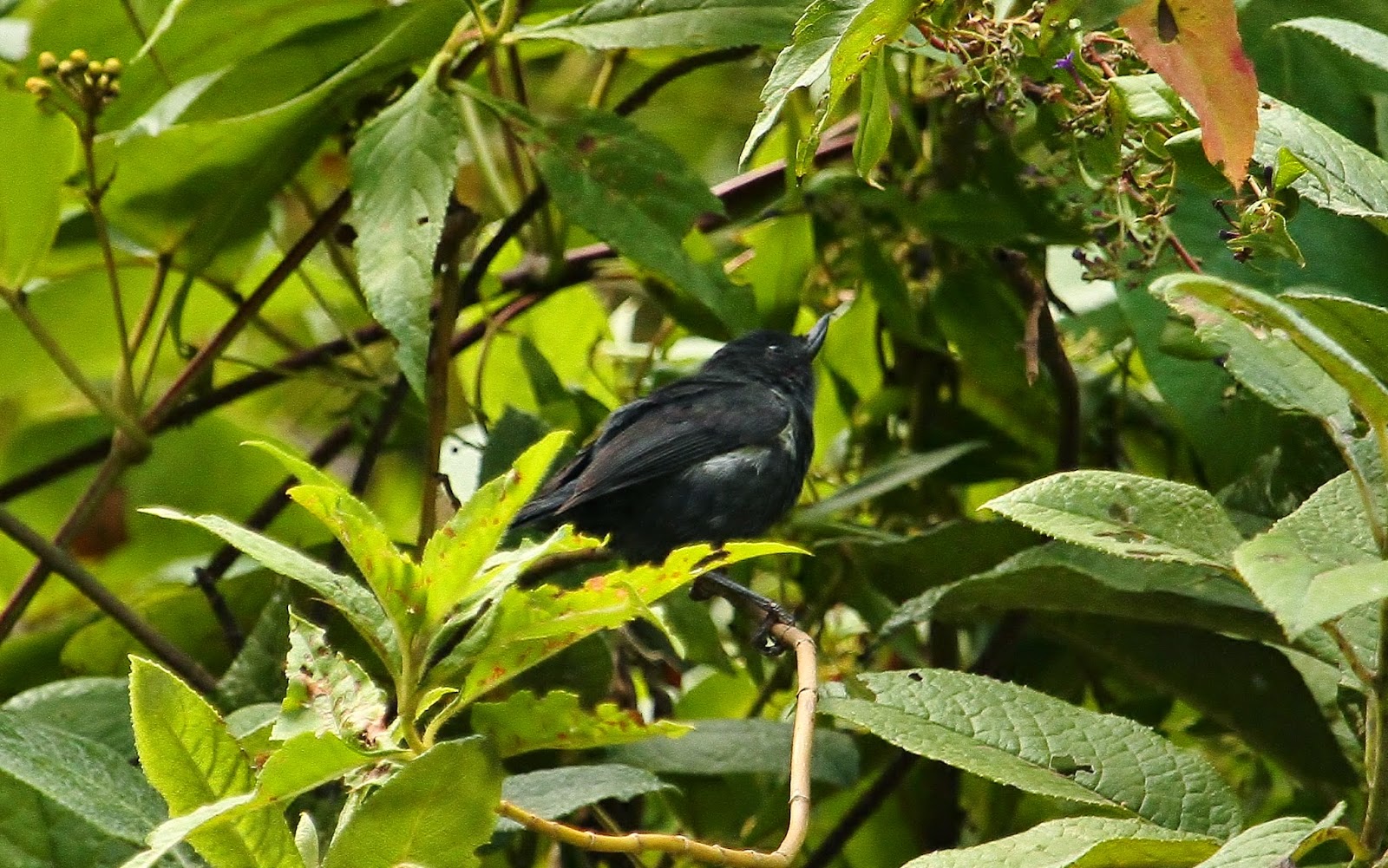 Nuestro bello mundo...: Birding Tour in the Andes, Merida and Barinas ...