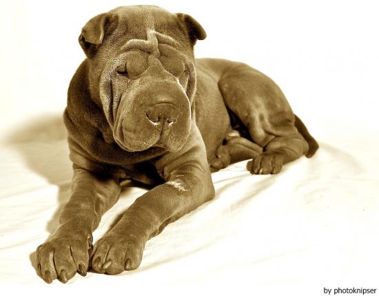 Sharpei perro - Imagui
