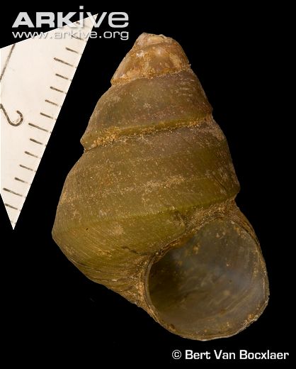 Bellamya crawshayi - Alchetron, The Free Social Encyclopedia