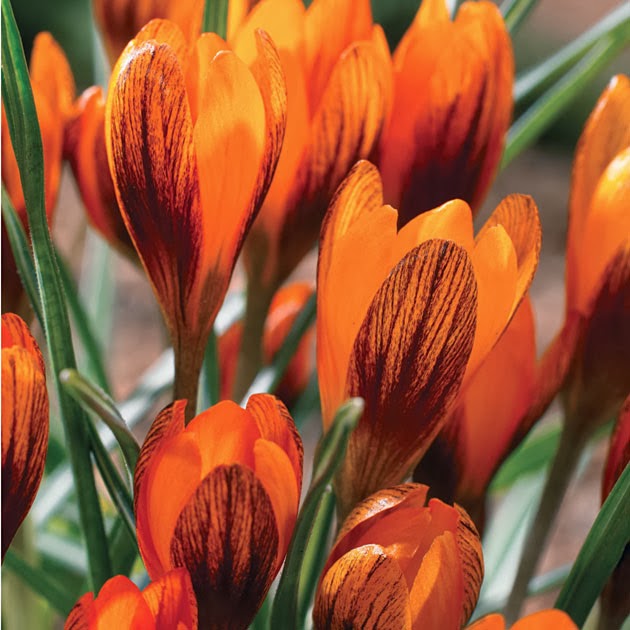 CROCUS 'ORANGE MONARCH' |The Garden of Eaden