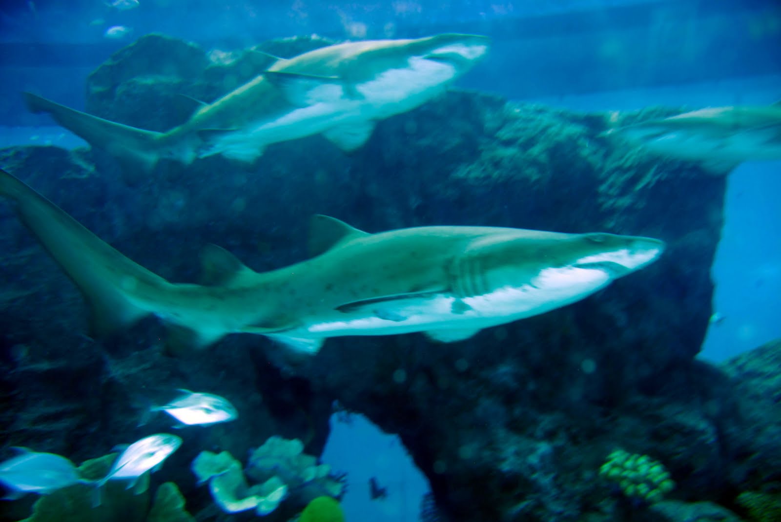 Dubai Animal Park ~ Fly Travel