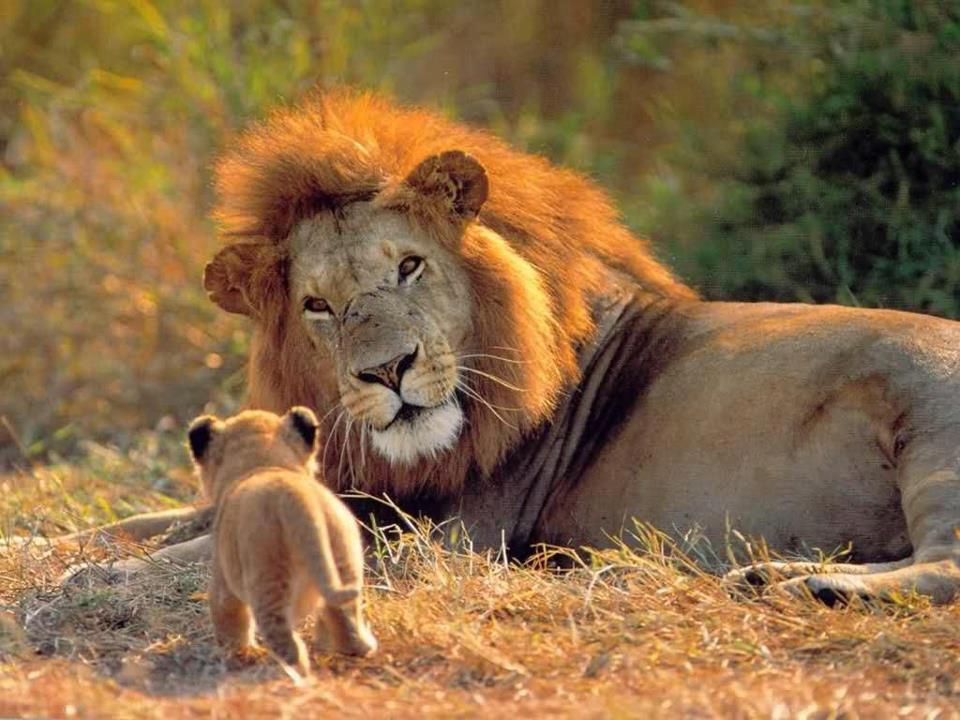 Lion and cub | Most Beautiful Images