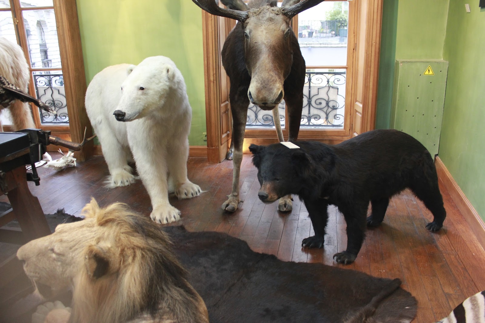 Eclectic Discoveries: Deyrolle - A Taxidermist's dream shop in Paris