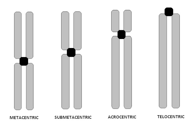 Medicine Unleashed!!!: DENVER SYSTEM OF CLASSIFICATION OF CHROMOSOMES
