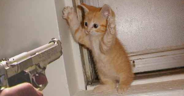 Animals Hands Up Latest Pictures | Funny And Cute Animals