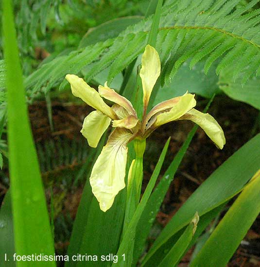 World of Irises: Dry shade? There's an iris for that!