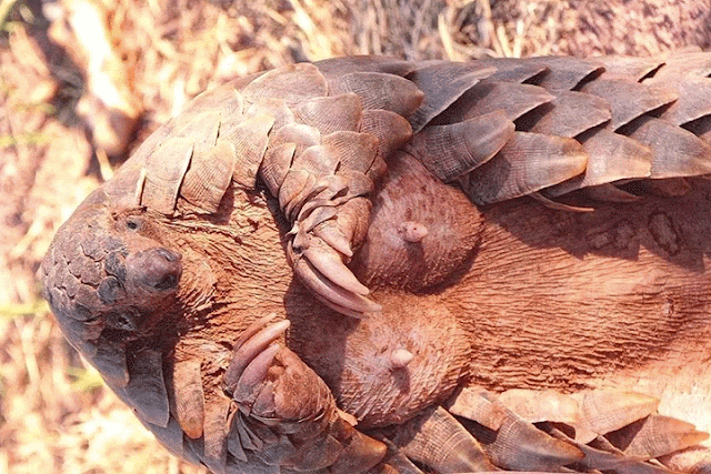 Clancy Tucker's Blog: 11 November 2018 - THE AMAZING PANGOLIN