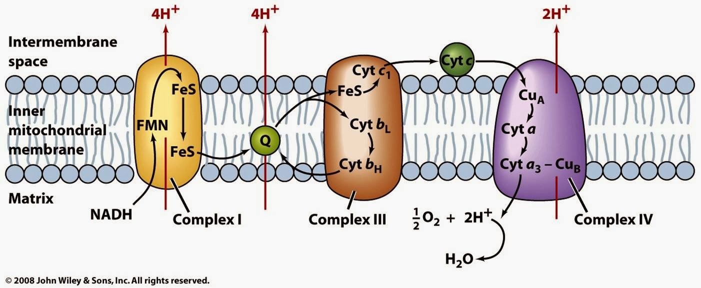 Oksidasi Fosforilasi : Seluk Beluk Mengubah Energi Menjadi ATP