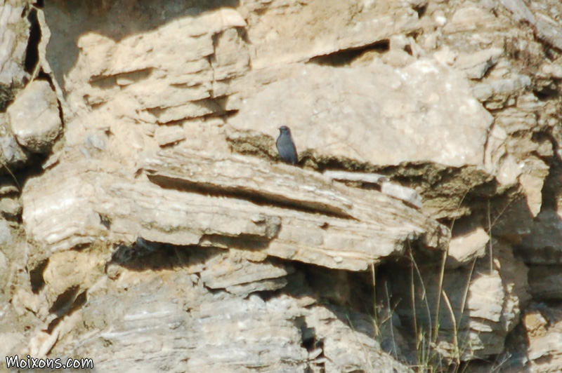 Birding Catalunya: Merla blava (Monticola solitarius)