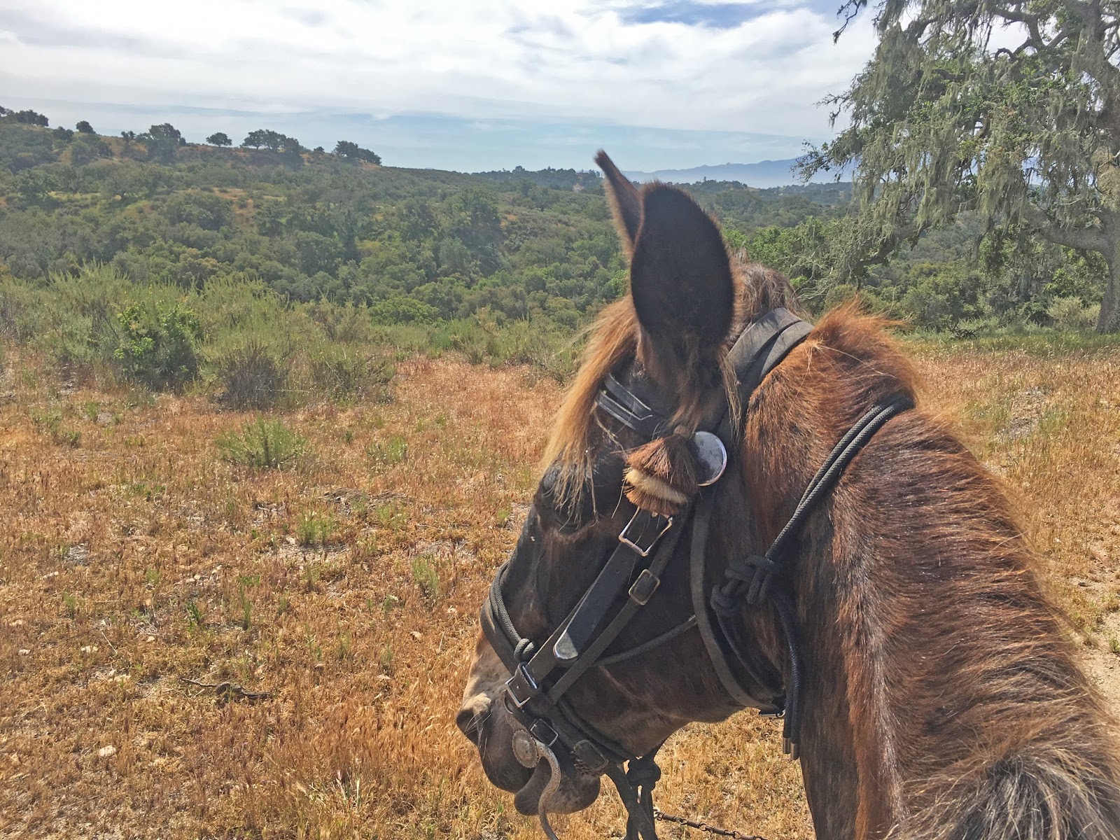 Mule Riding on Chamberlin Ranch - edhat