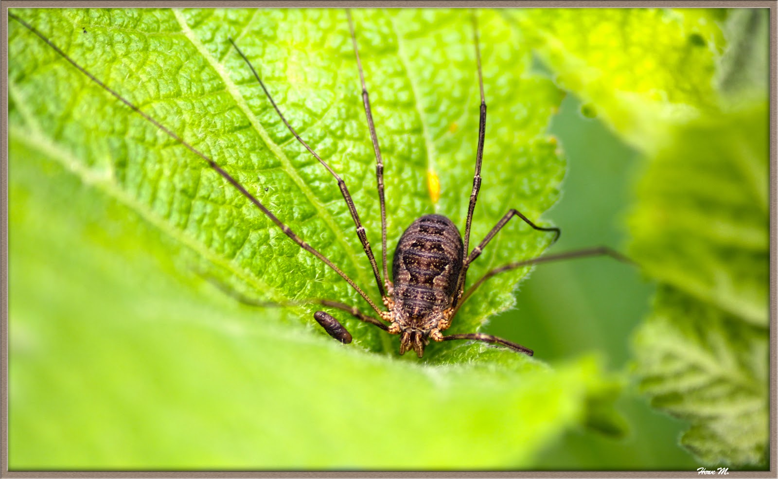 explorer: Faucheux (Phalangium Opilio) - Opilion