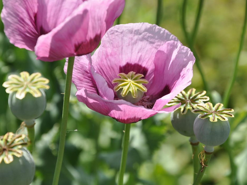 Dove Crescono i Papaveri Rossi (Papaver rhoeas)? Quando Fioriscono ...