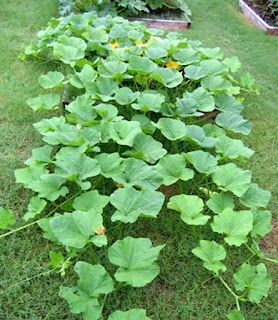 Renee's Garden Seeds: Renee's Blog: Beth’s Guide for Growing the ...