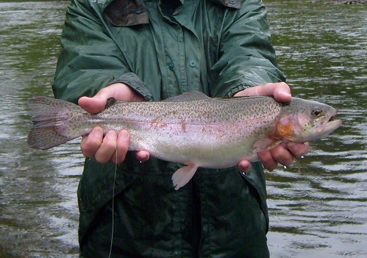 Vermont Fly Fishing: Vermont Trout Fishing