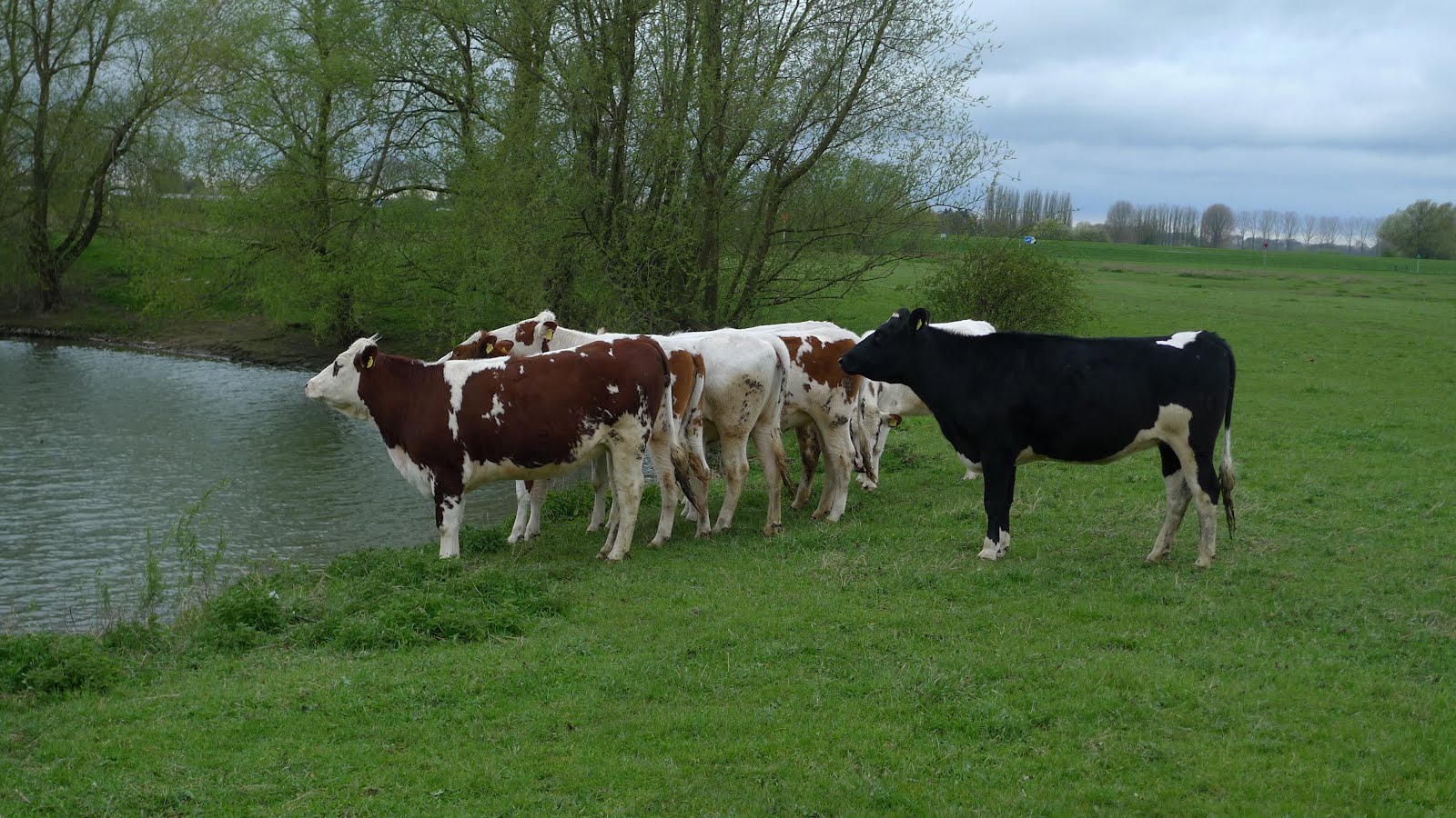 pratenmetboerderijdieren: De jonge koeien in de wei