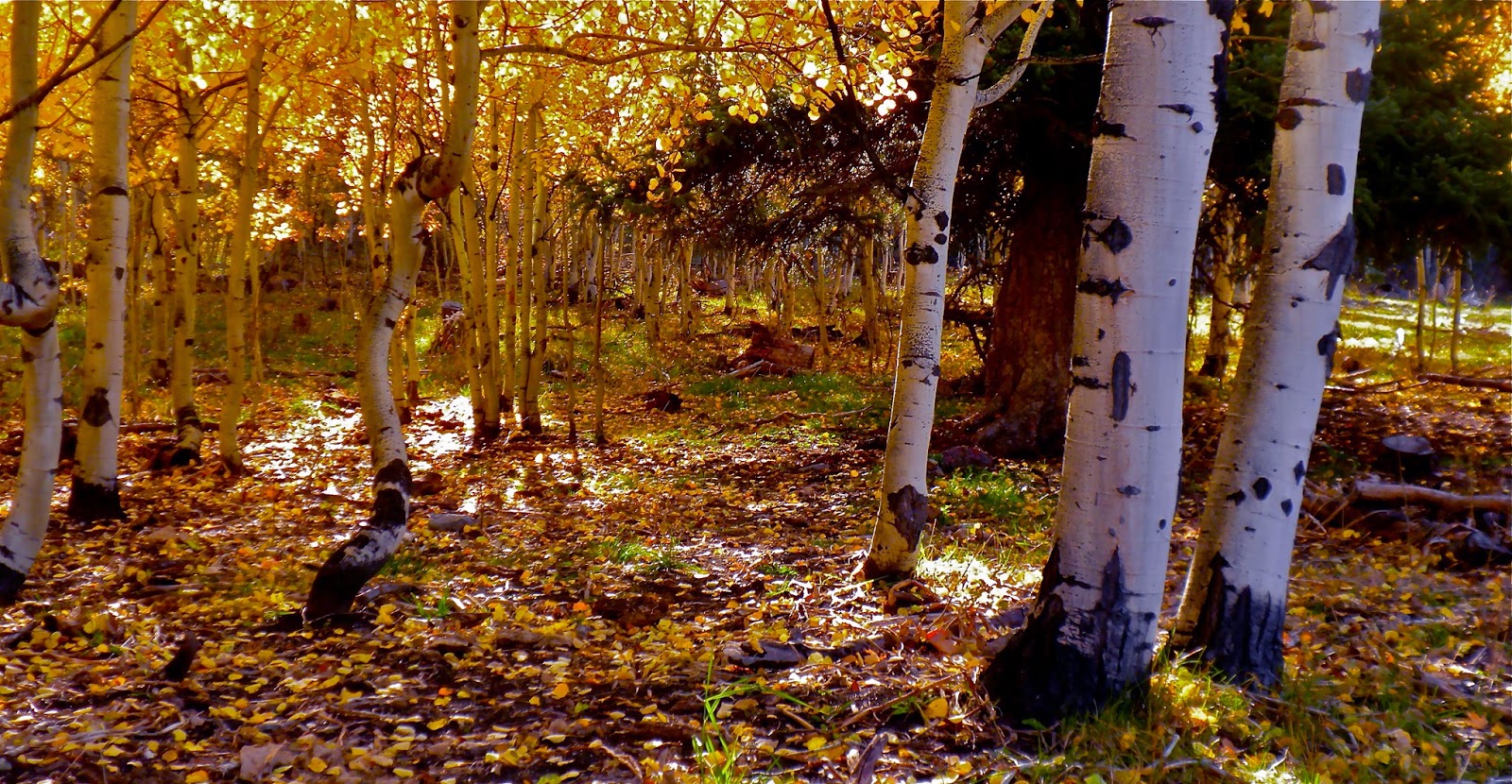 Bruce Cheever Art: Artist's Wanderings