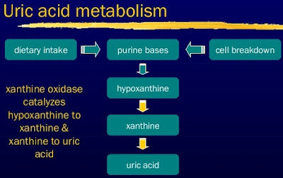 Fat Protein Carb's: Gout and Uric Acid