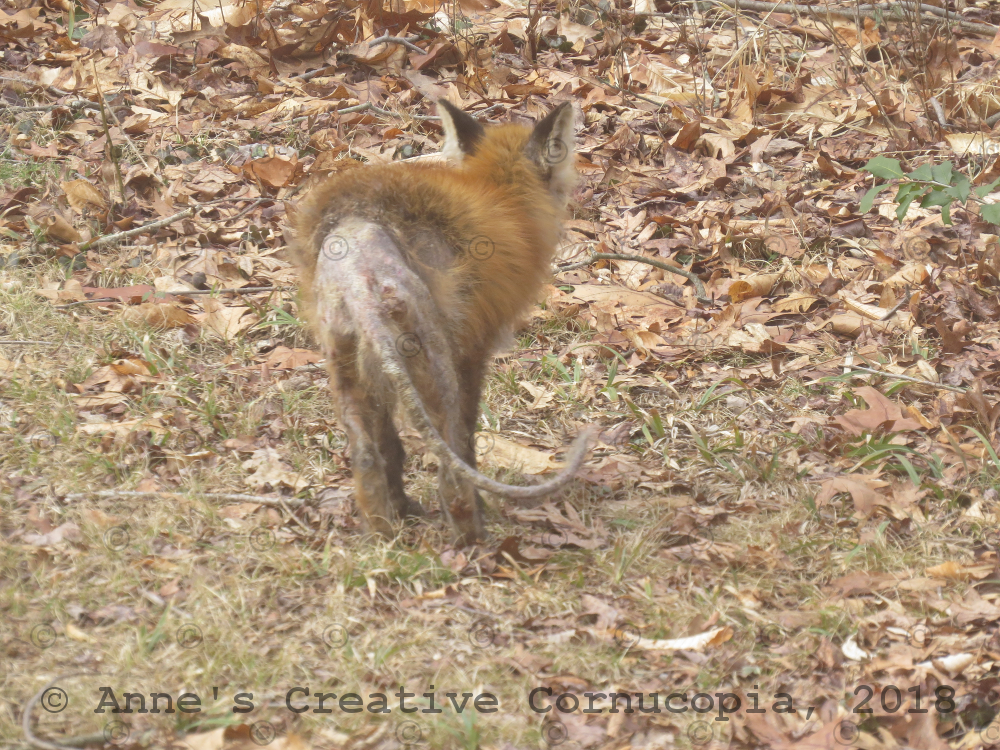 Anne's Creative Cornucopia: Red Fox with Sarcoptic mange and Alopecia ...