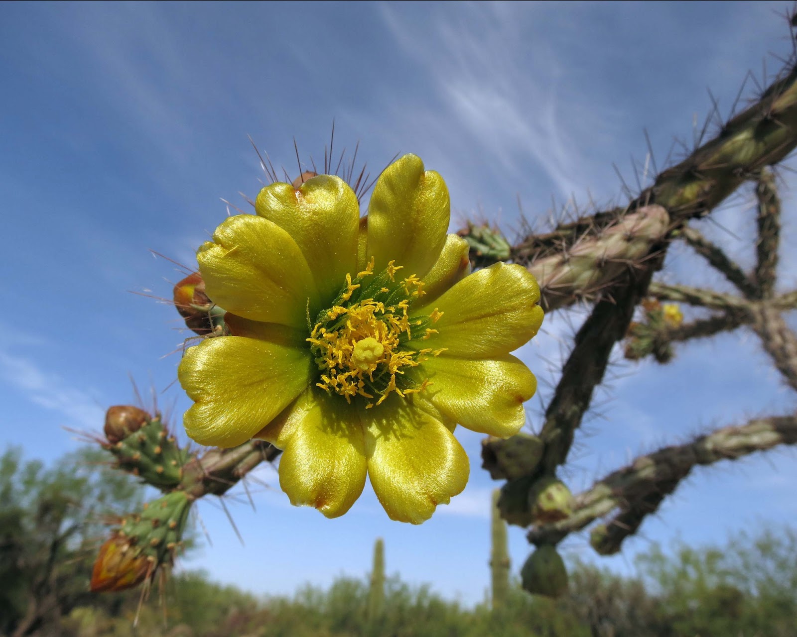 Desert Colors: Flowers and Lizards