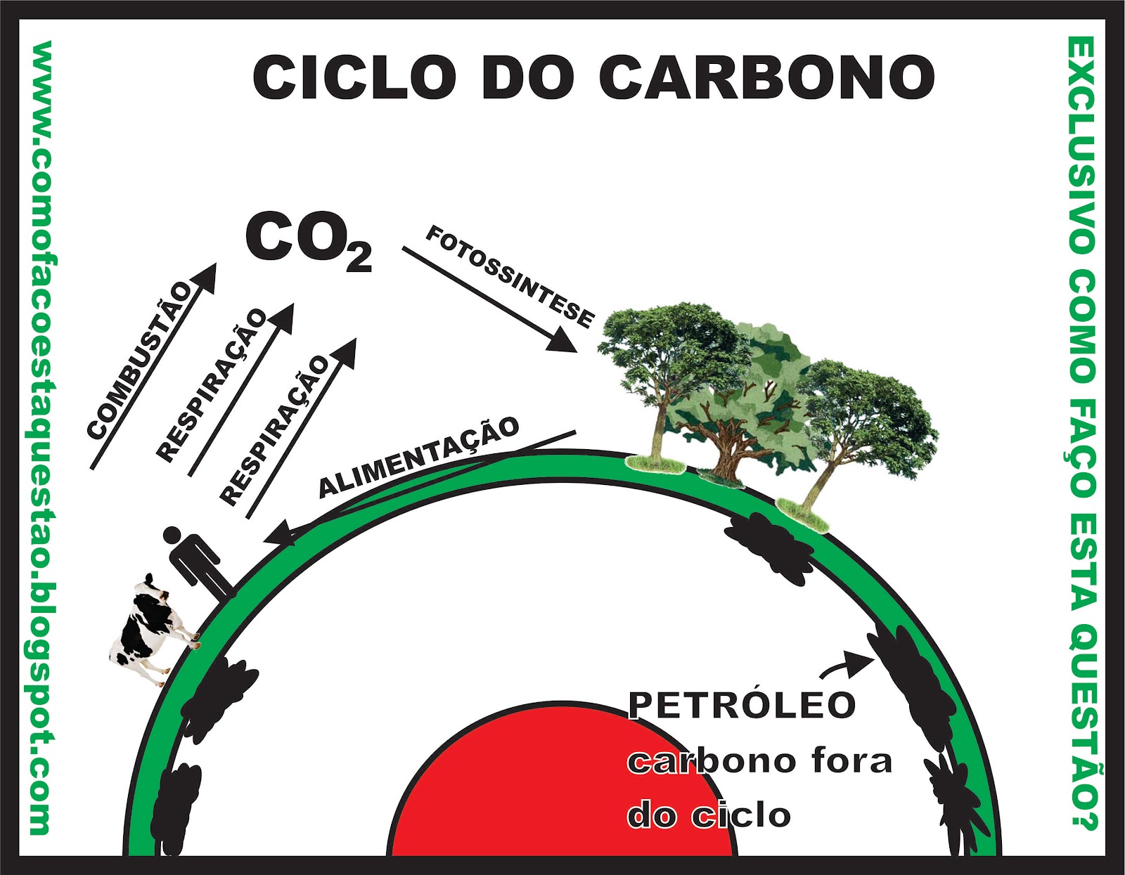 Ciclo do Carbono; Mineralização do Carbono