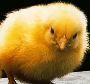 granja avicola "Pollos freire": POLLOS CRIOLLOS FREY RE