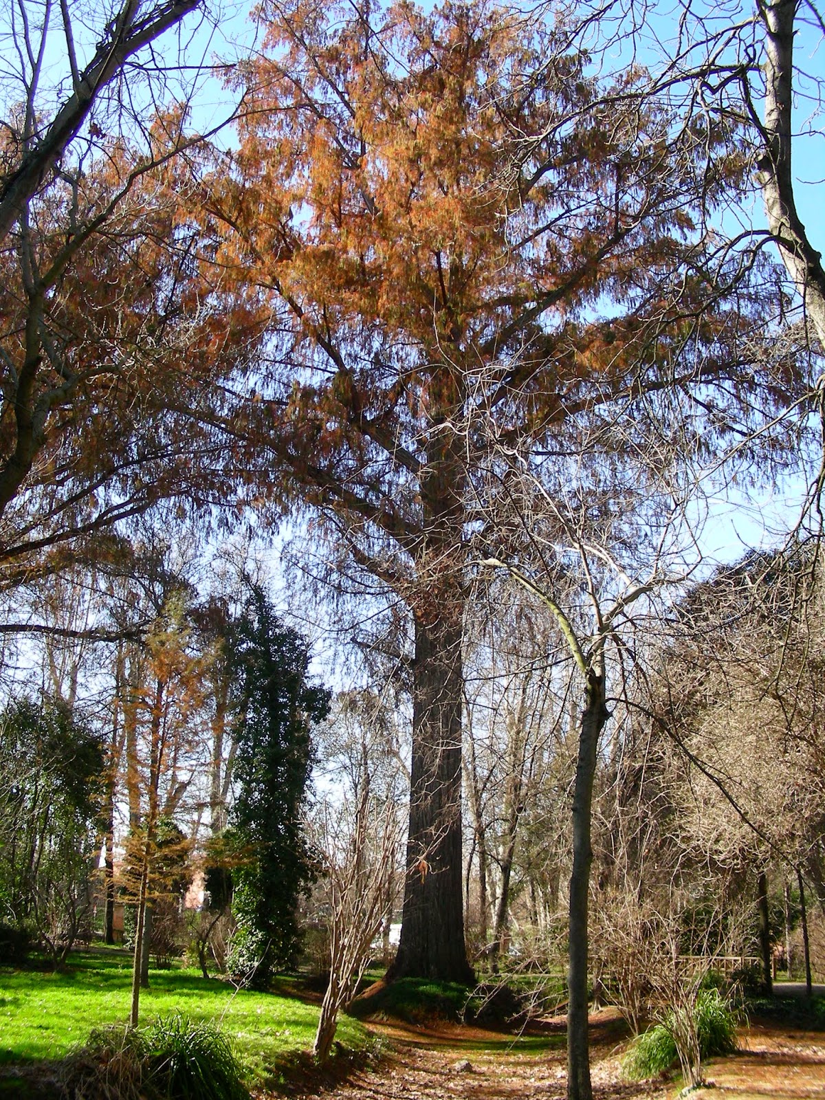 ÁRBOLES DE MADRID. El gato por las ramas.: AHUEHUETE DEL RETIRO