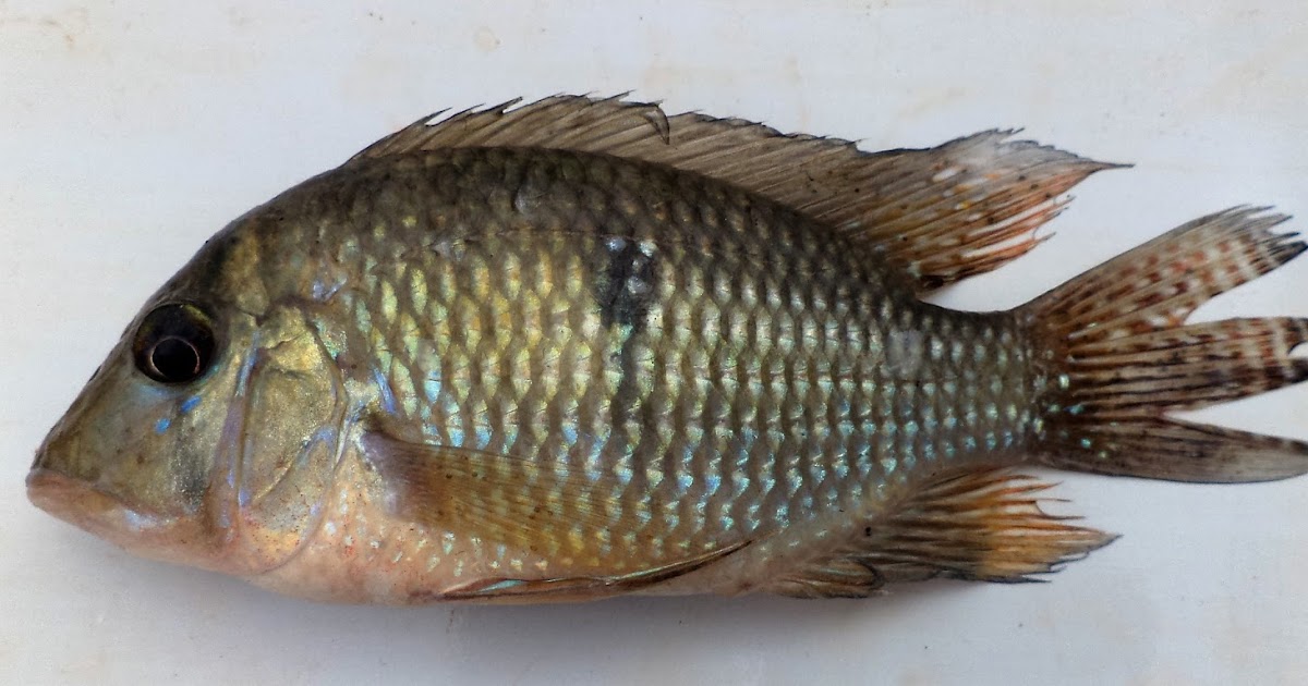 PEIXESCONSULTORIA: Geophagus brasiliensis